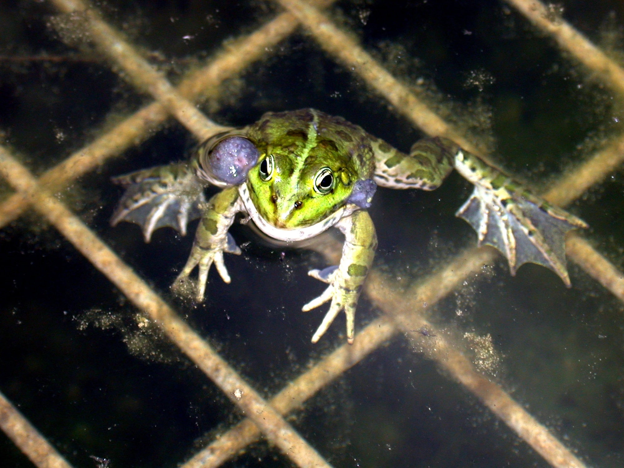 Anfíbios | Wikia AnimalPedia | Fandom