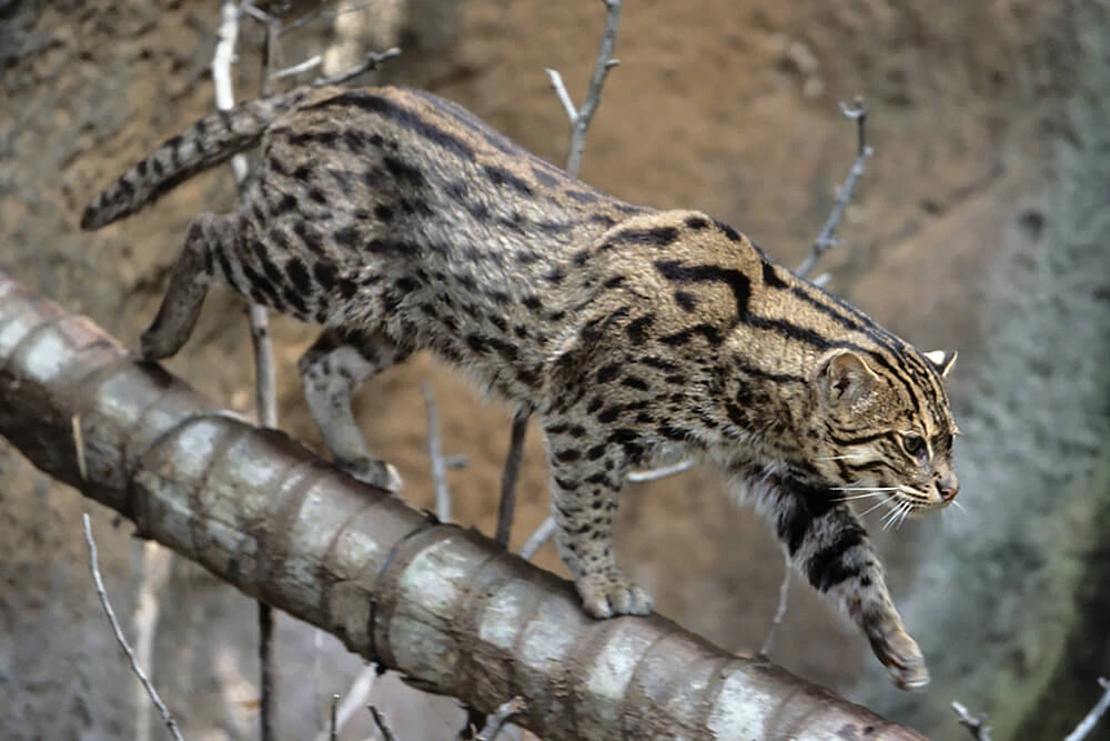 Fishing Cat | Animal Planet's The Most Extreme Wiki | Fandom