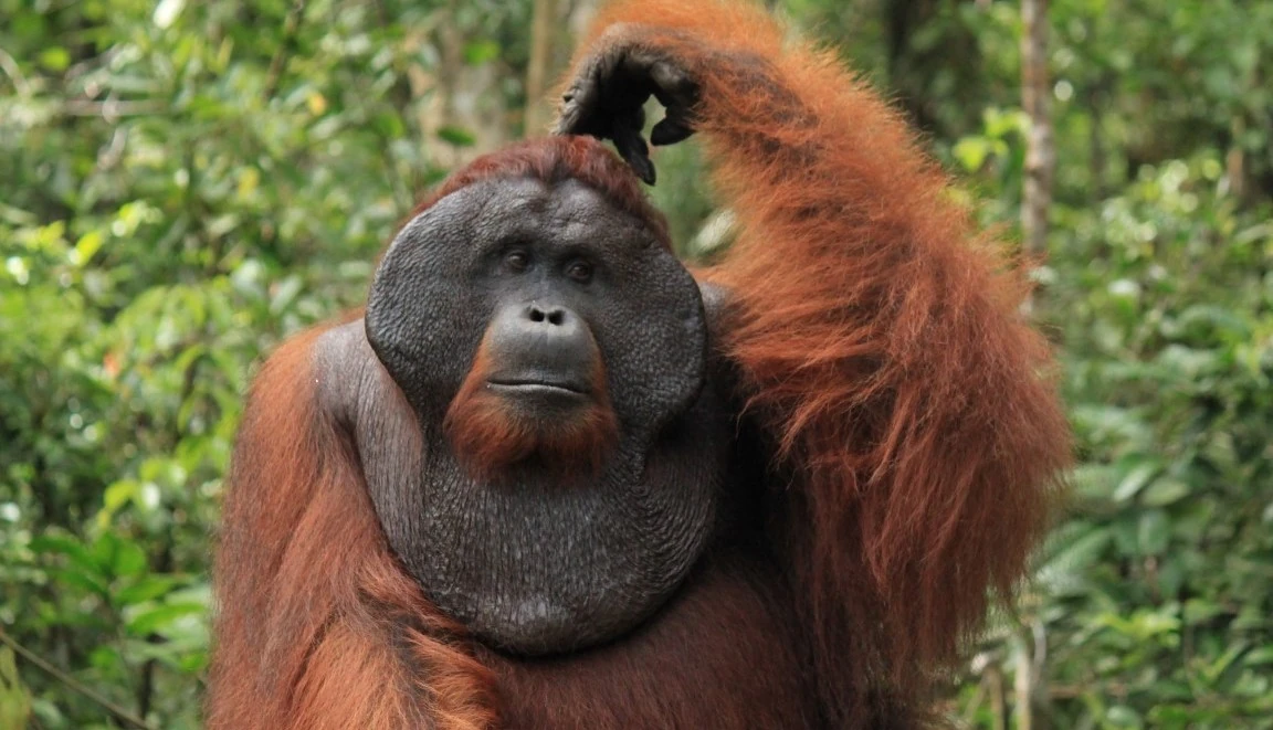 Image - Orangutan.jpg | Animal Planet's The Most Extreme Wiki | FANDOM ...