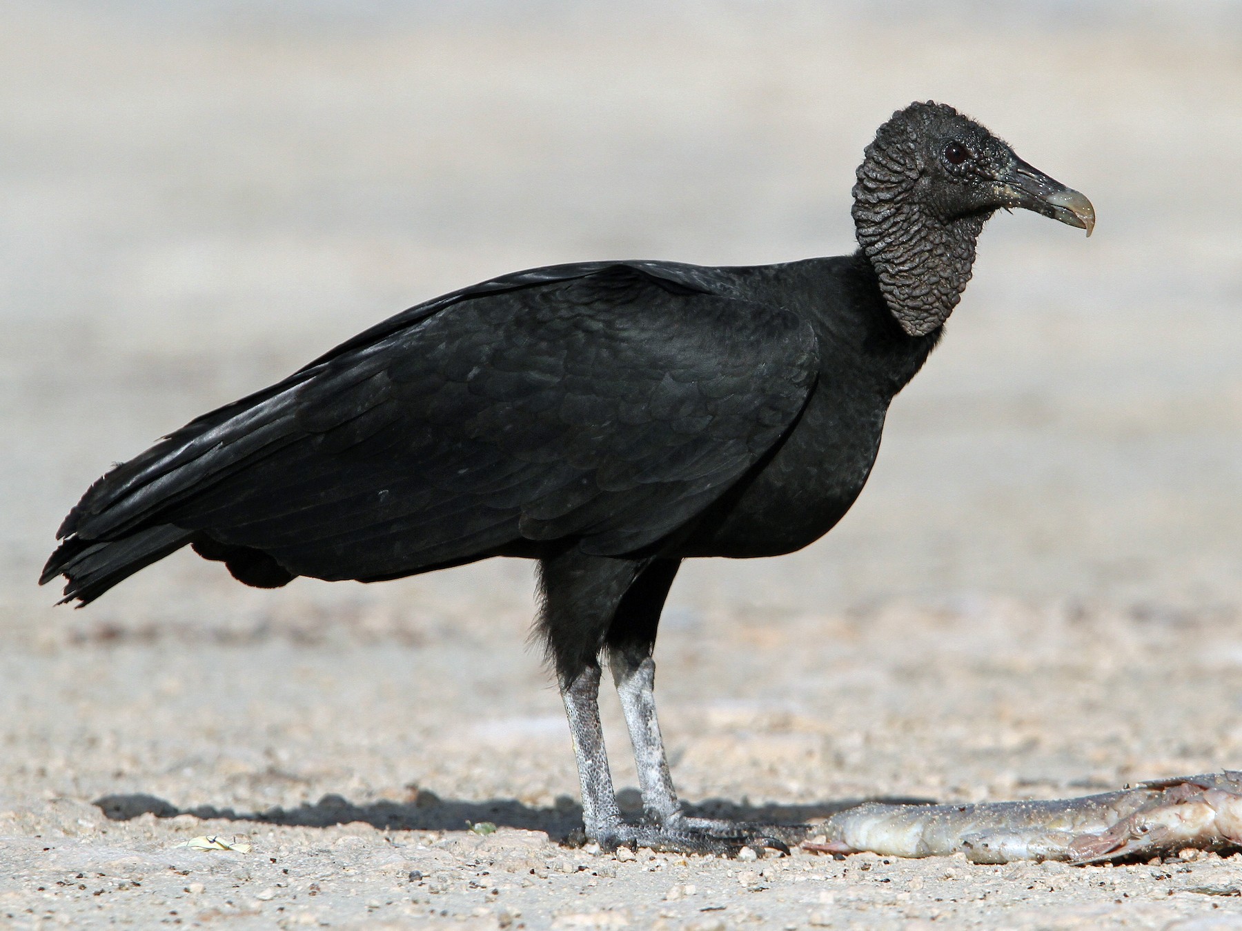Vulture Animal Planet s The Most Extreme Wiki FANDOM Powered By Wikia vulture-animal-planet-s-the-most-extreme-wiki-fandom-powered-by-wikia