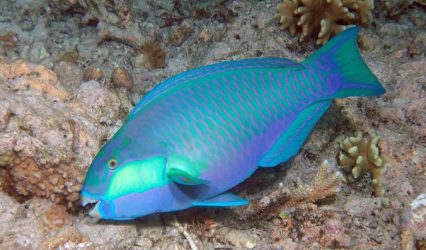 Parrotfish | Animal Planet's The Most Extreme Wiki | Fandom