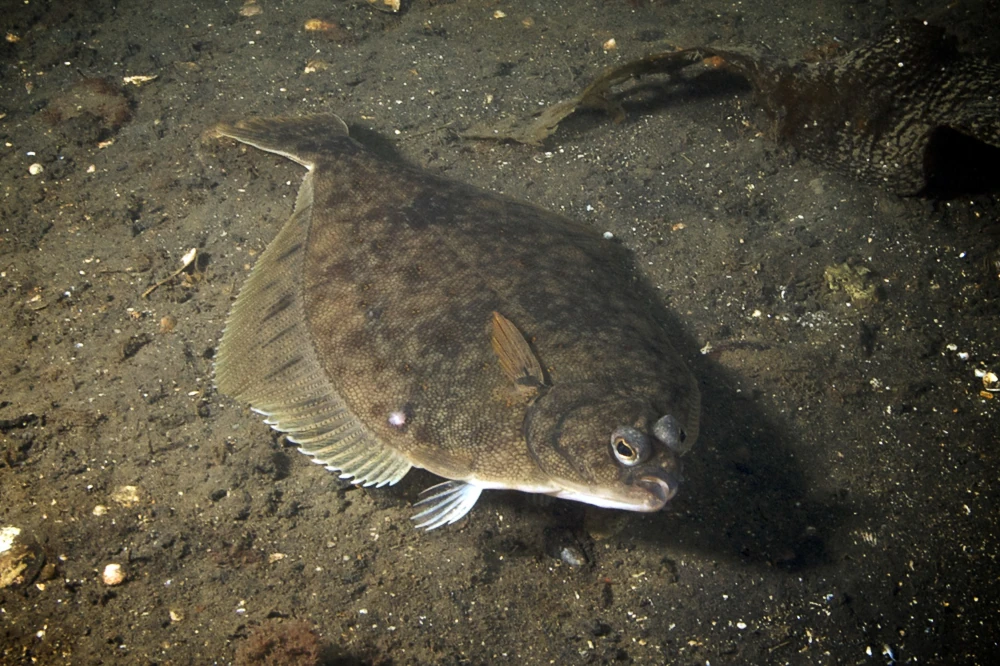 Flatfish | Animal Planet's The Most Extreme Wiki | FANDOM powered by Wikia