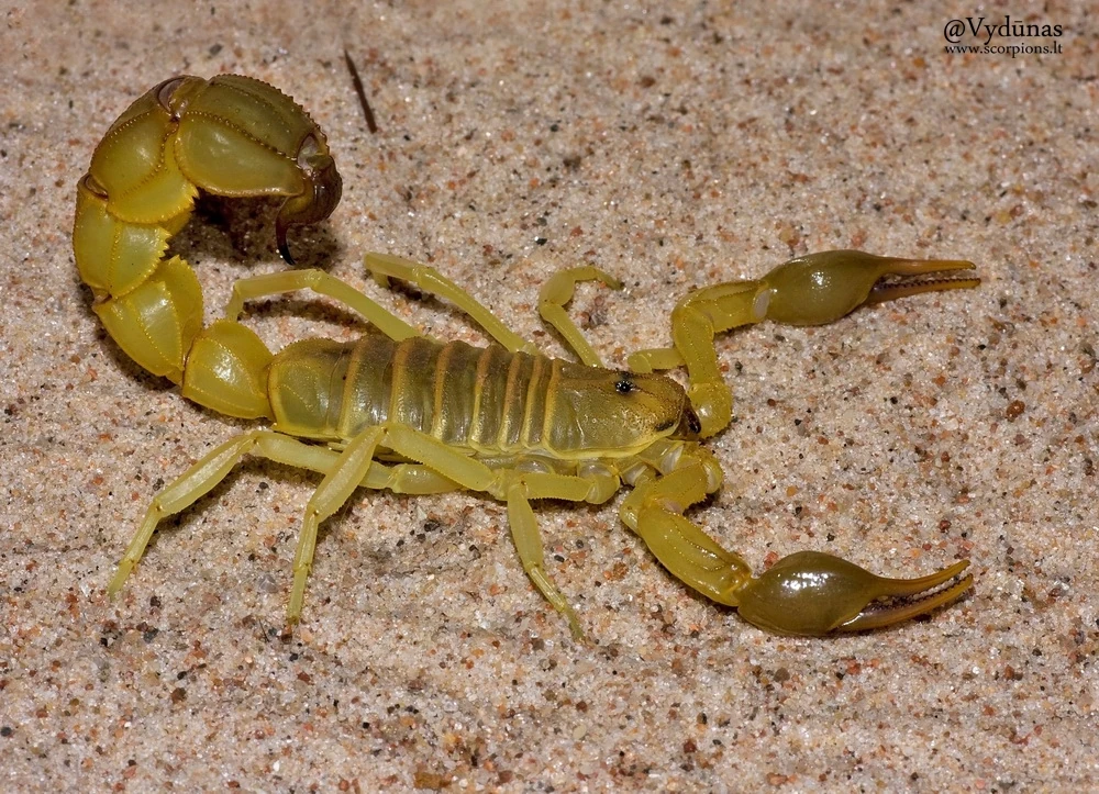 Scorpion | Animal Planet's The Most Extreme Wiki | Fandom