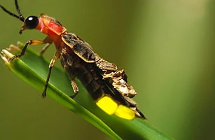 Firefly | Animal Planet's The Most Extreme Wiki | Fandom