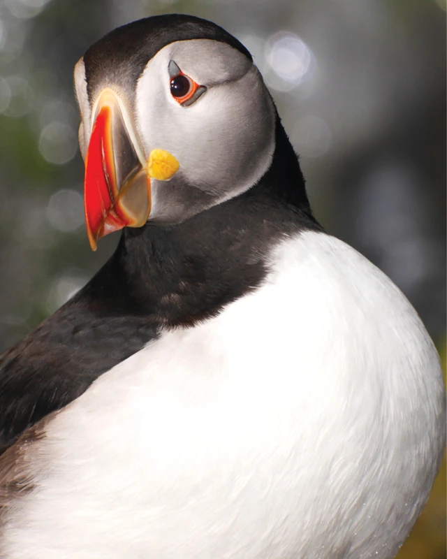 Atlantic Puffin Fratercula arctica | Animals, and creatures that lived ...