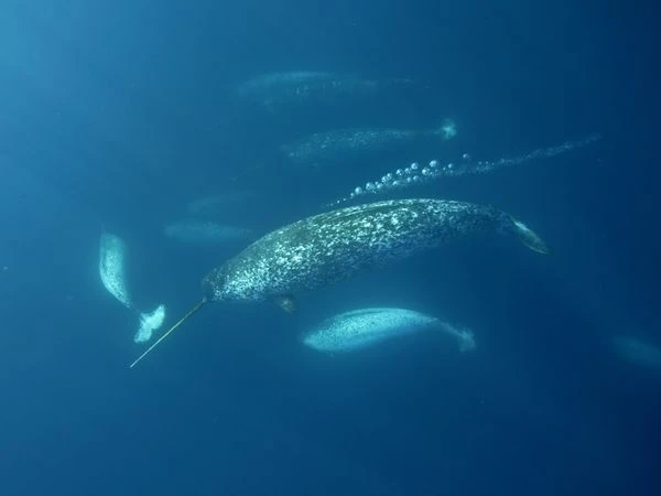 Narwhal | Animals Wiki | Fandom