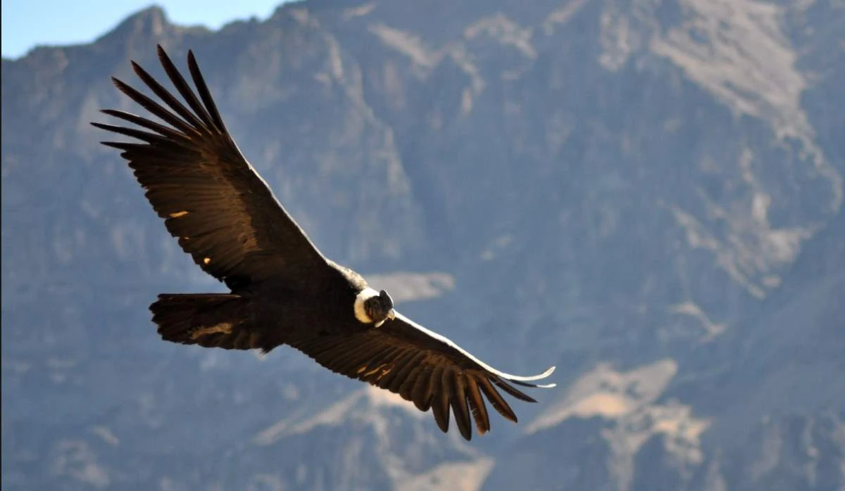 Andean Condor | Animals Wiki | Fandom