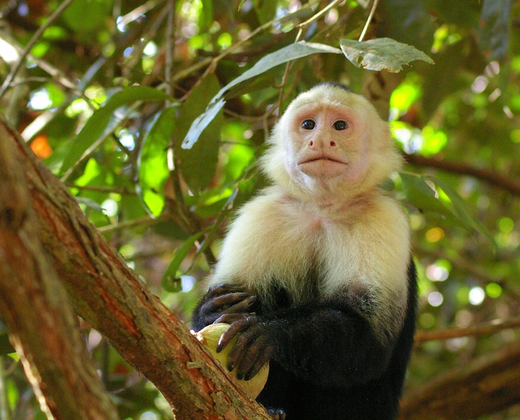 White-headed Capuchin | Animals Wiki | Fandom