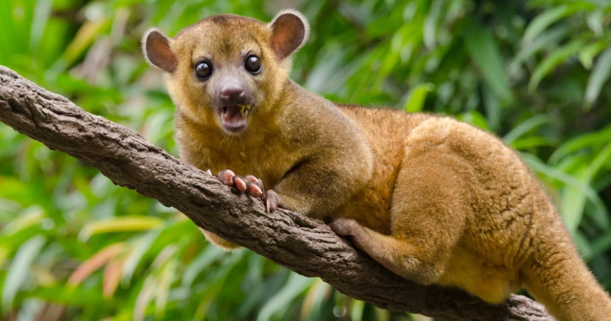 Kinkajou | Animals Wiki | Fandom