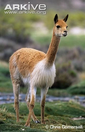 Vicuna | Animals Wiki | Fandom
