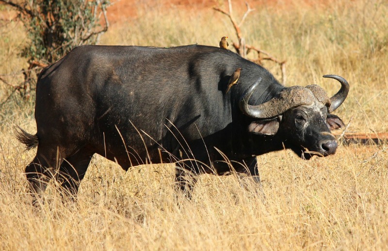 African Buffalo | Animals Wiki | Fandom