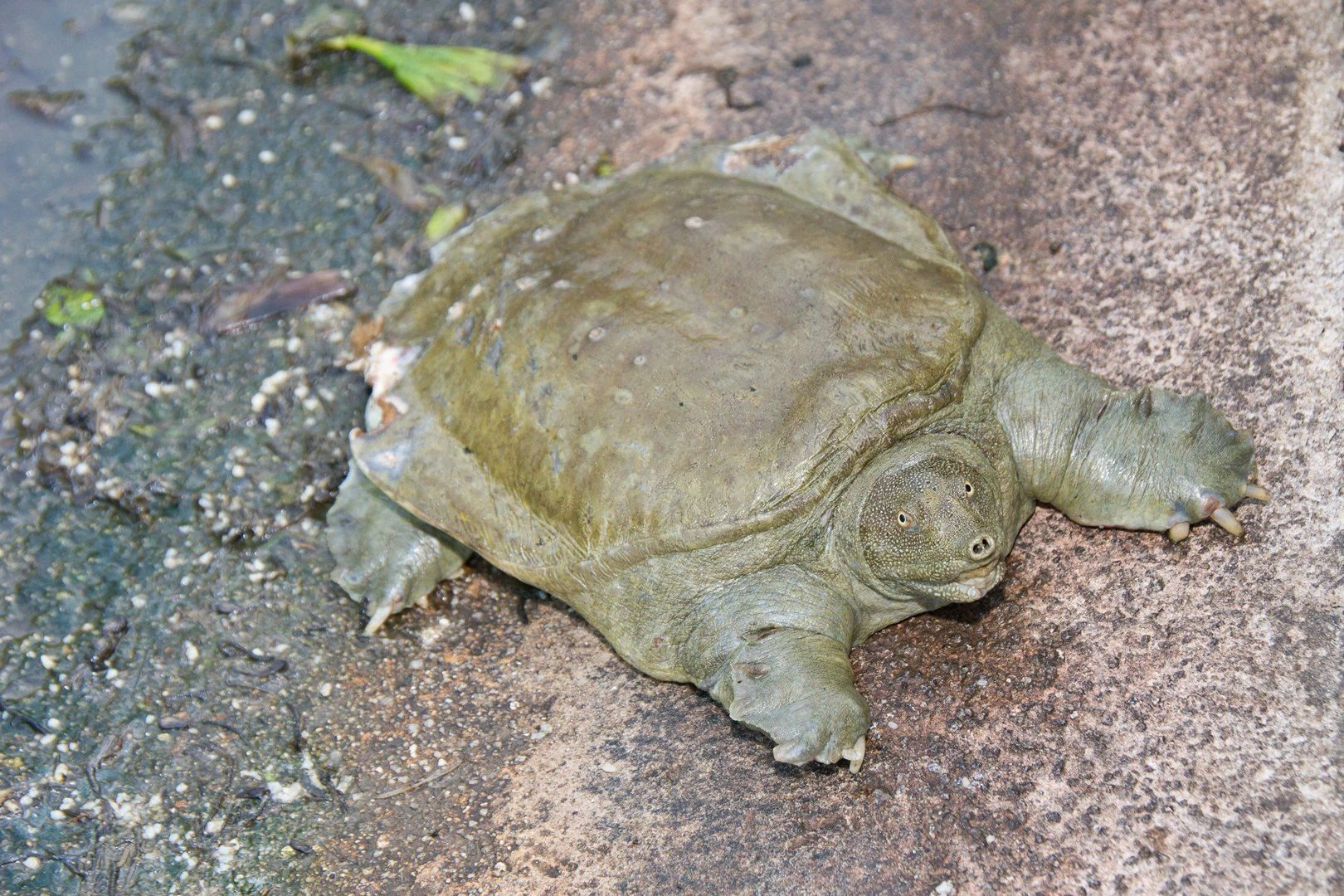 Chinese Softshell Turtle | Animals Wiki | Fandom