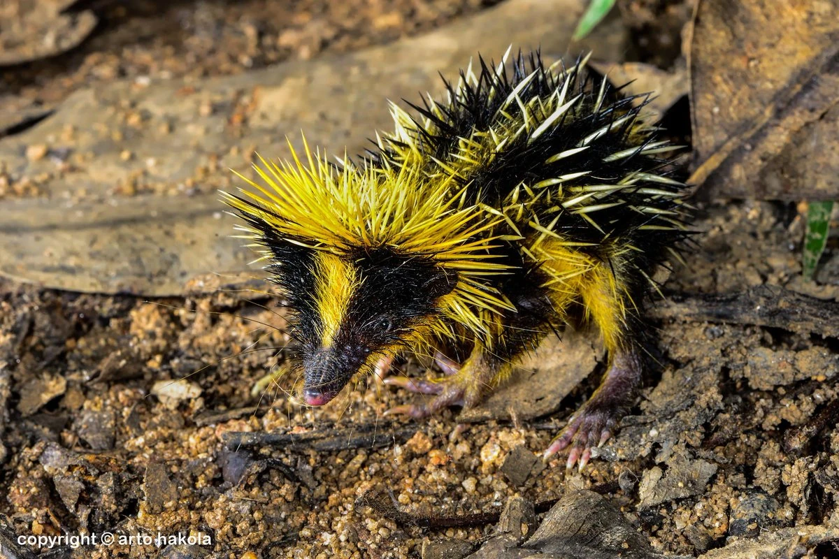 Lowland Streaked Tenrec | Animals Wiki | FANDOM powered by Wikia