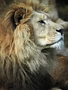 Somali Lion | Animals Wiki | Fandom