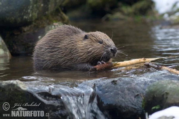 Eurasian Beaver | Animals Wiki | Fandom