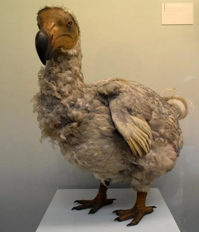Dodo | Animals Wiki | Fandom