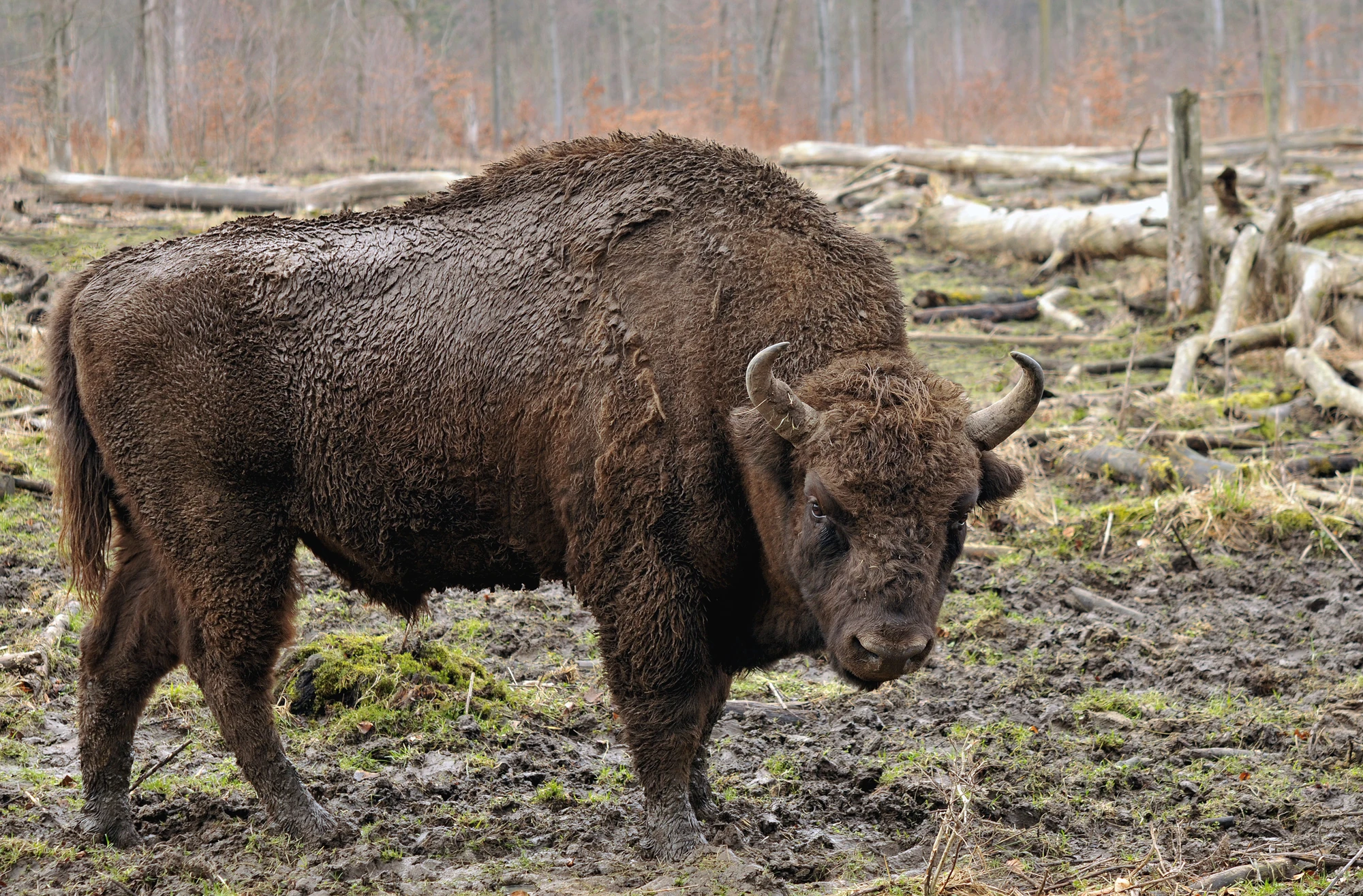 Wisent | Animals Wiki | Fandom