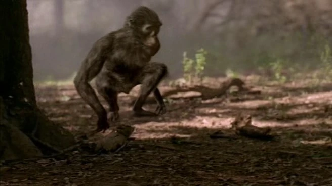 Australopithecus | Animals Wiki | Fandom