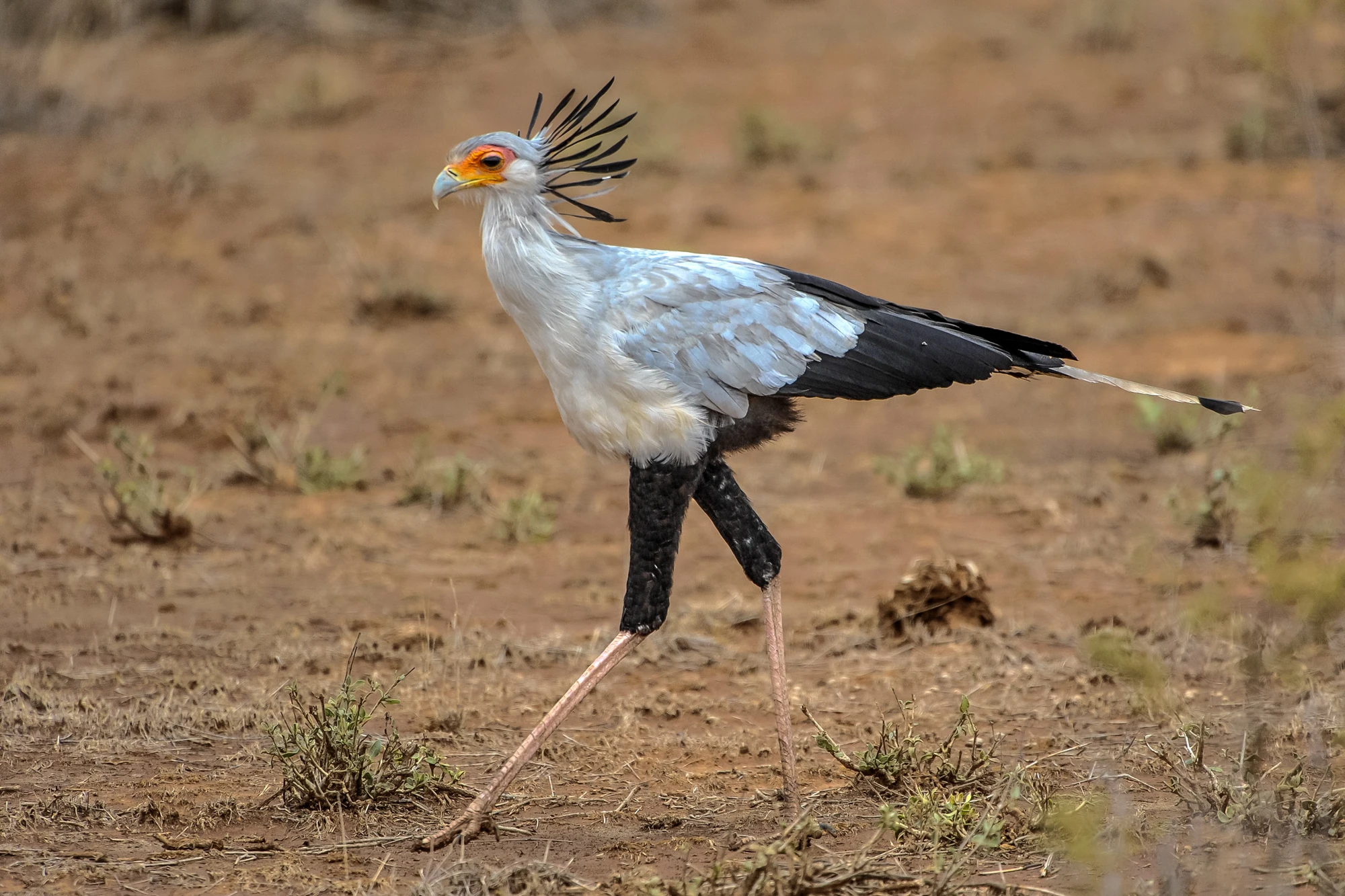 Secretary Bird | Animals Wiki | FANDOM powered by Wikia