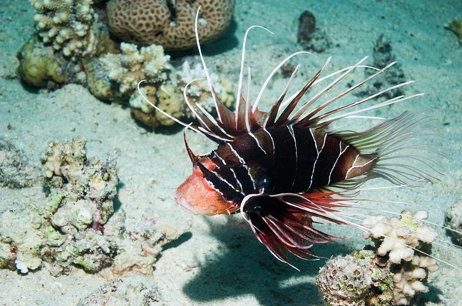 Clearfin Lionfish | Animals Wiki | Fandom
