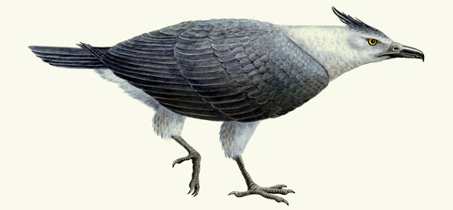 Teratornis | Animals Wiki | Fandom