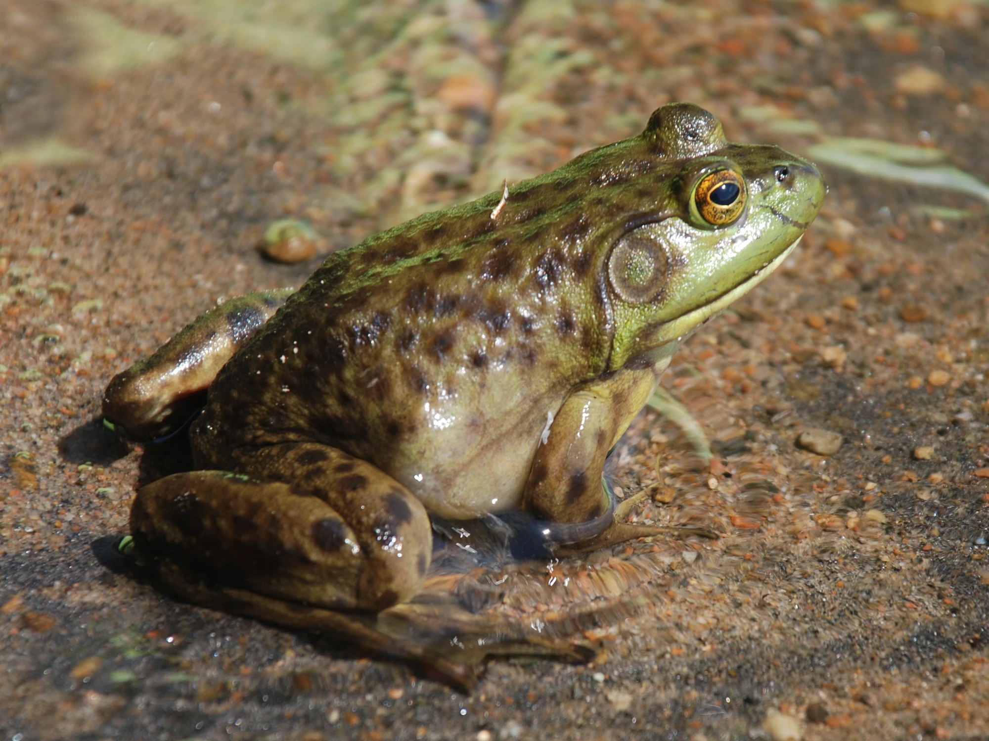 American Bullfrog | Animals Wiki | Fandom