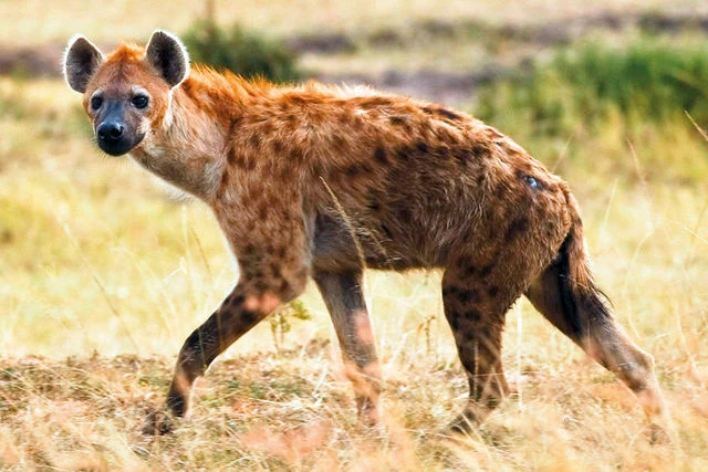 Spotted Hyena | Animals Wiki | Fandom