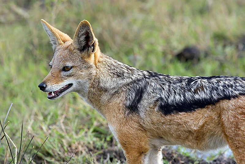 Black-backed Jackal | Animals Wiki | FANDOM powered by Wikia