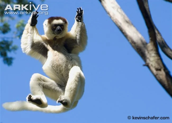 Verreaux's Sifaka | Animals Wiki | Fandom
