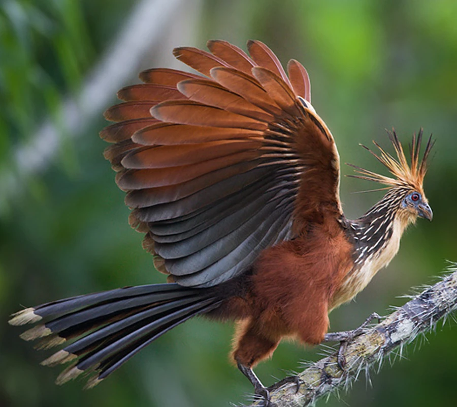 Hoatzin | Animals Wiki | Fandom