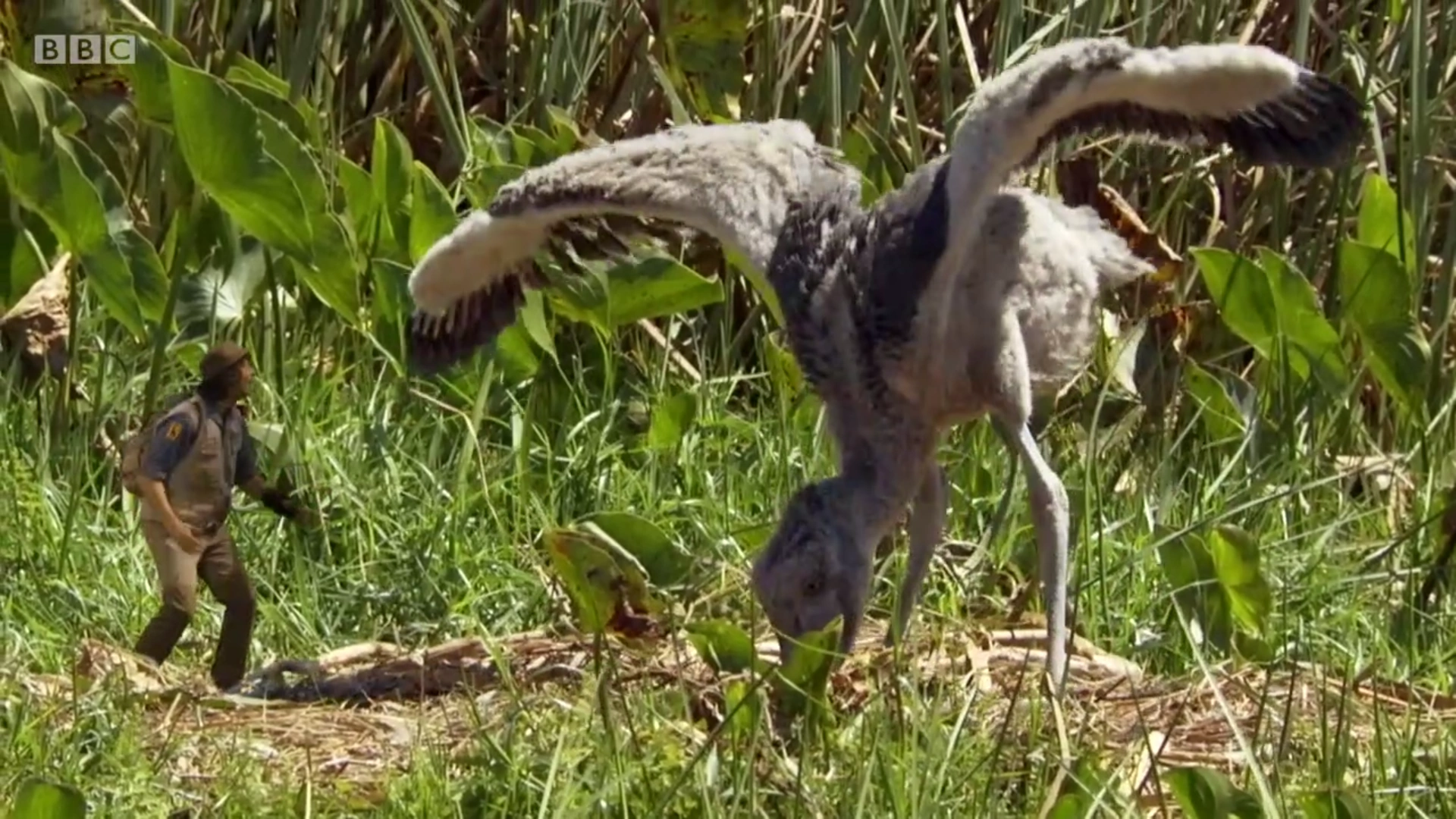Shoebill | Animals Wiki | Fandom