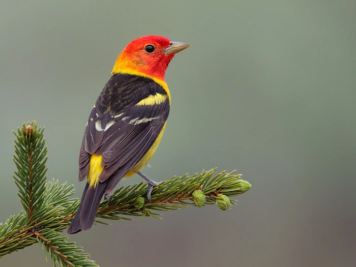 Western Tanager | Animals Wiki | Fandom
