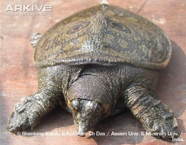 Black Soft-Shell Turtle | Animals Wiki | Fandom