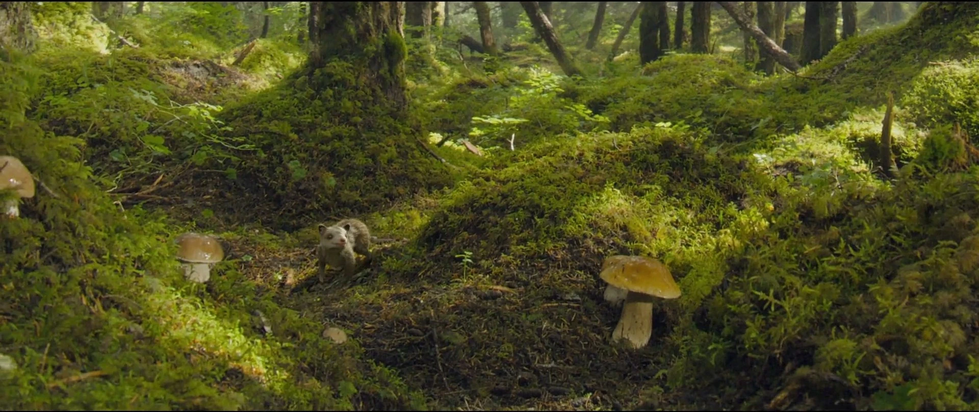 Alphadon | Animals Wiki | Fandom