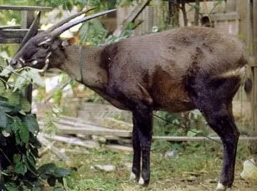 Saola | Animals Wiki | Fandom