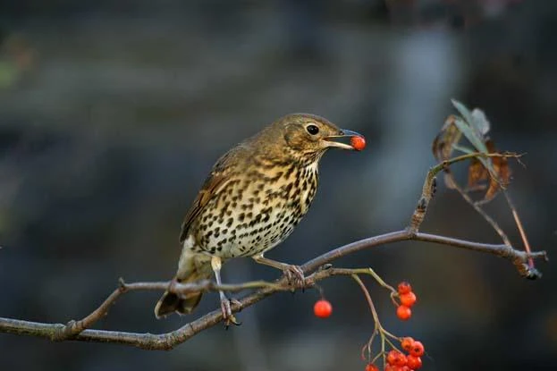 Song Thrush | Animals Wiki | Fandom