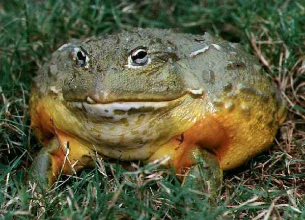 African Bullfrog | Animals Wiki | Fandom