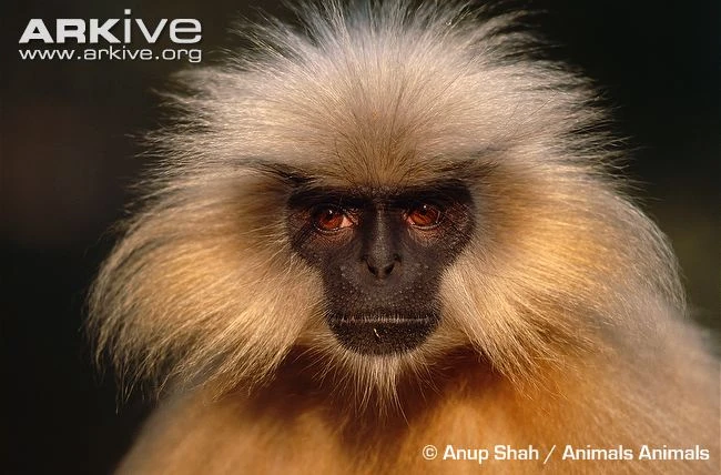 Gee's Golden Langur | Animals Wiki | Fandom