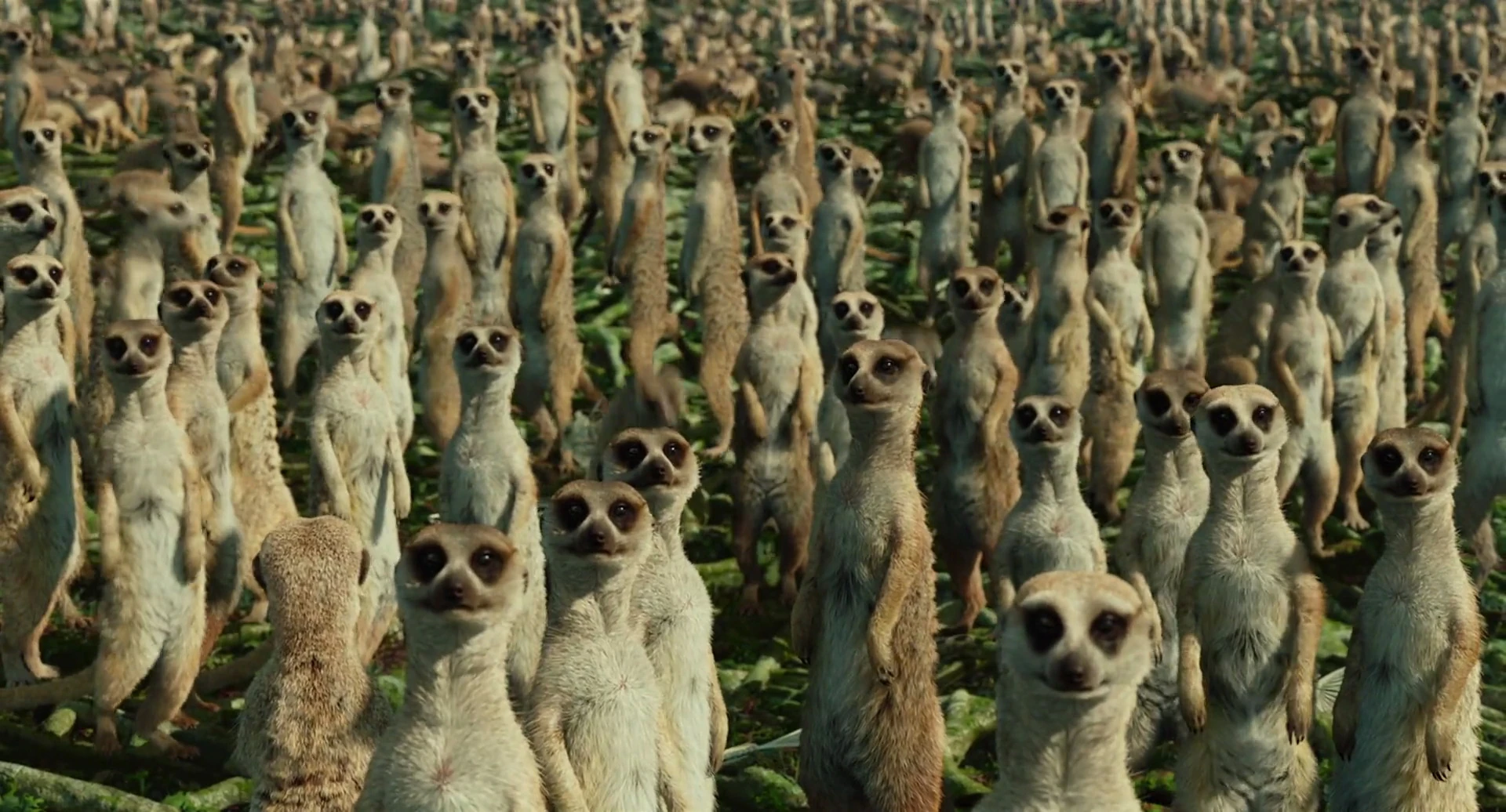 Finding Nemo (Land animal style) (Version 3) | Animals Wiki | Fandom