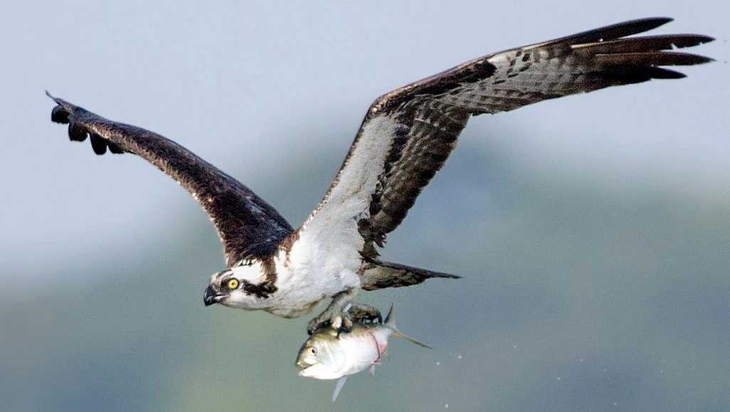 Osprey | Animals Wiki | Fandom
