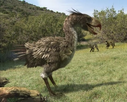 Titanis | Animals Wiki | Fandom