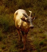 Topi | Animals Wiki | Fandom