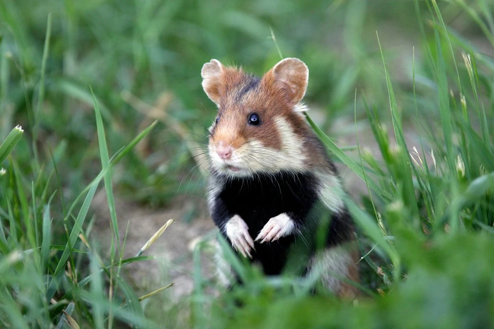 European Hamster | Animals Wiki | Fandom