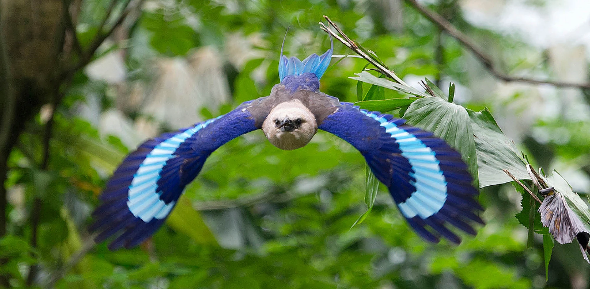 Blue-Bellied Roller | Animals Wiki | Fandom