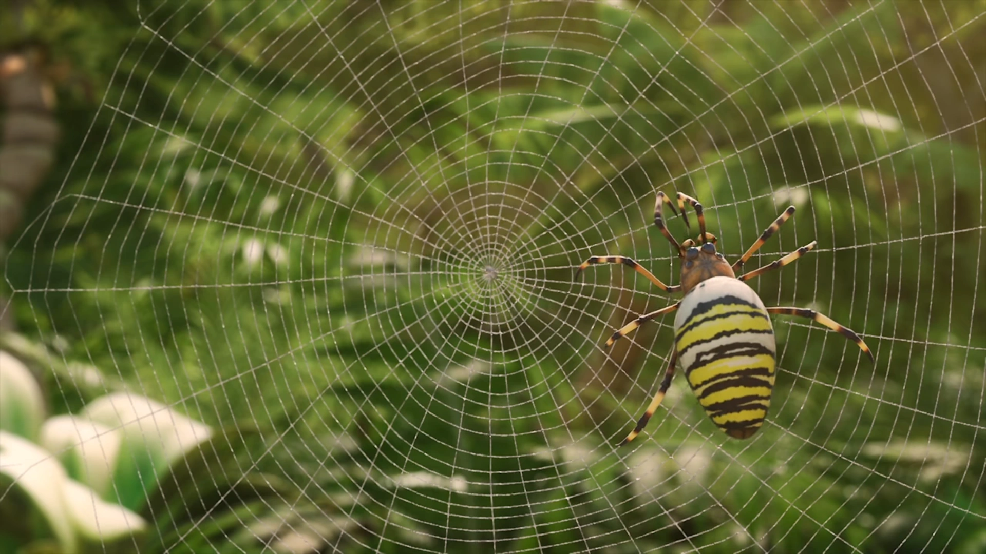 Golden Orb Weaver | Animals Wiki | Fandom