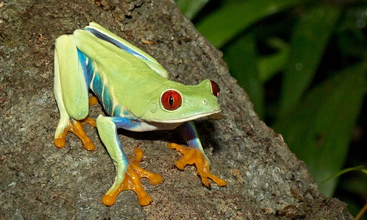 Category:Tree Frogs | Animals Wiki | FANDOM powered by Wikia