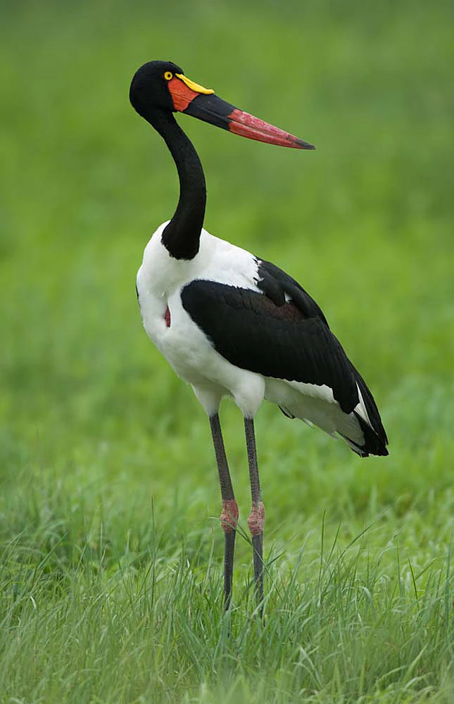 Saddle-billed Stork | Animals Wiki | Fandom