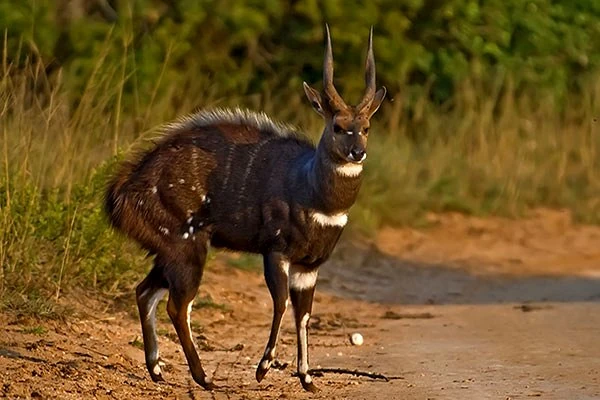 Cape Bushbuck | Animals Wiki | FANDOM powered by Wikia
