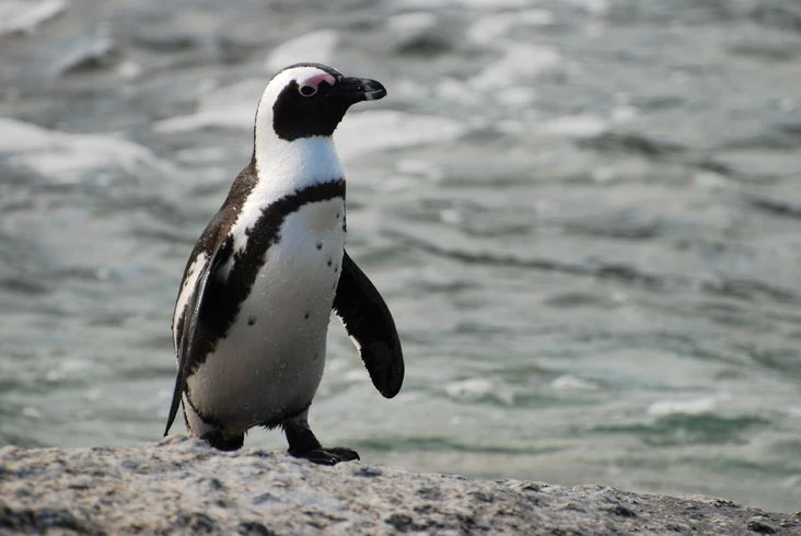 African Penguin | Animals Wiki | Fandom