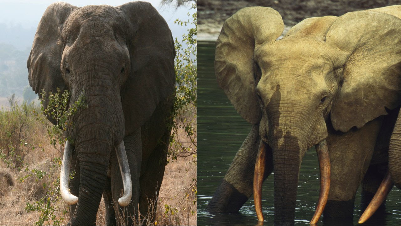 African Elephant | Animals Wiki | Fandom